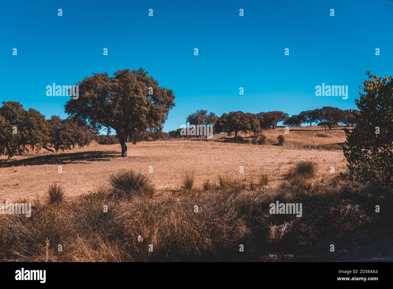 Dry field with trees in Aljustrel, Portugal Stock Photo - Alamy
