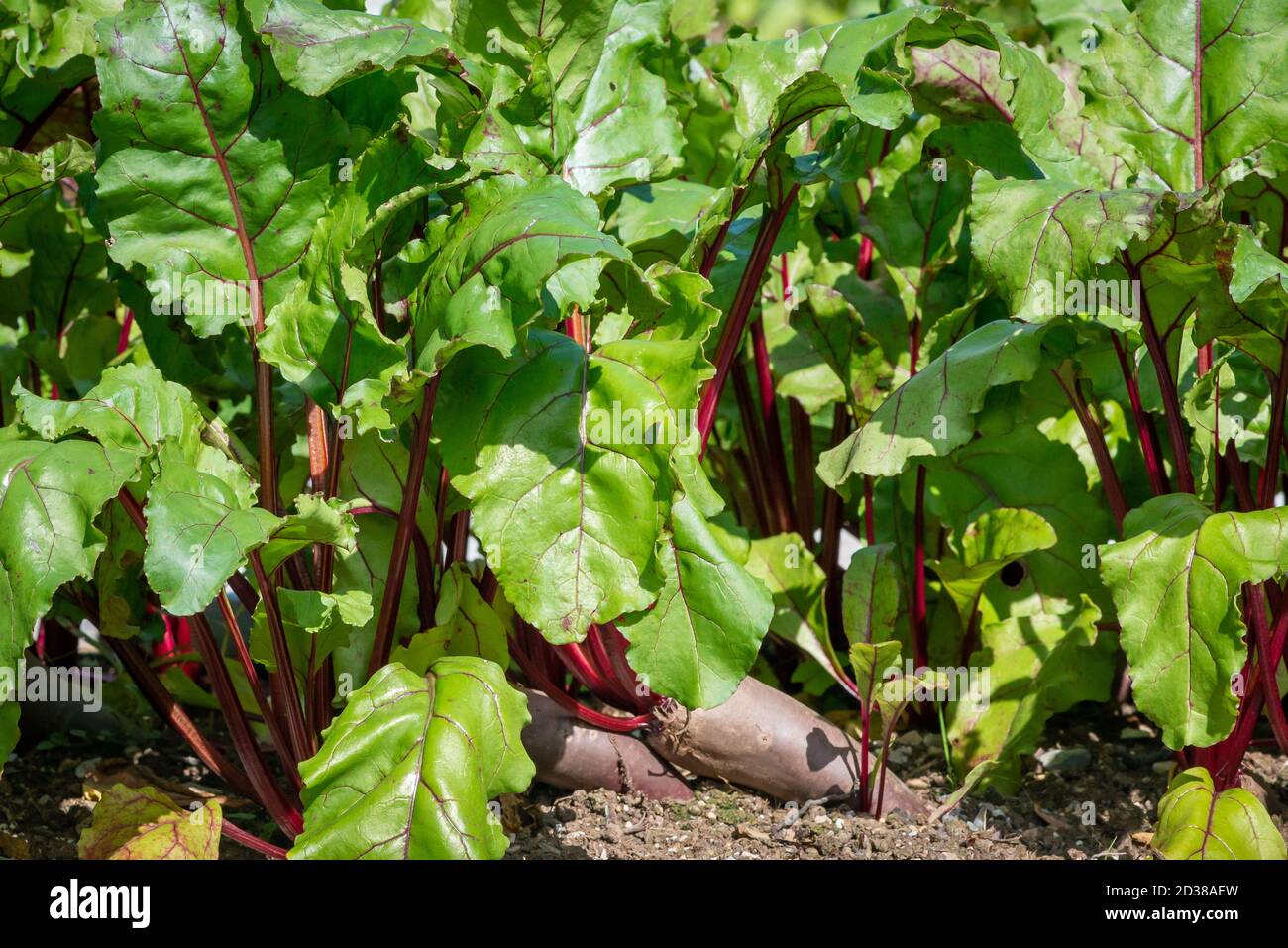 Red orange ribbed hi-res stock photography and images - Alamy