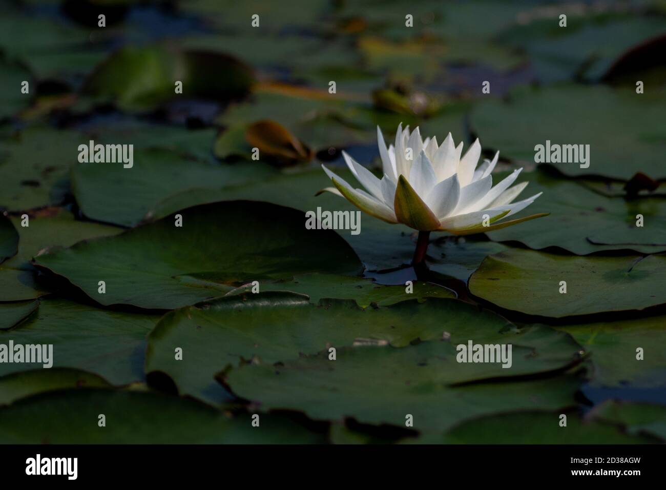 A large fragrant white pond lily flower surrounded by large green lily ...