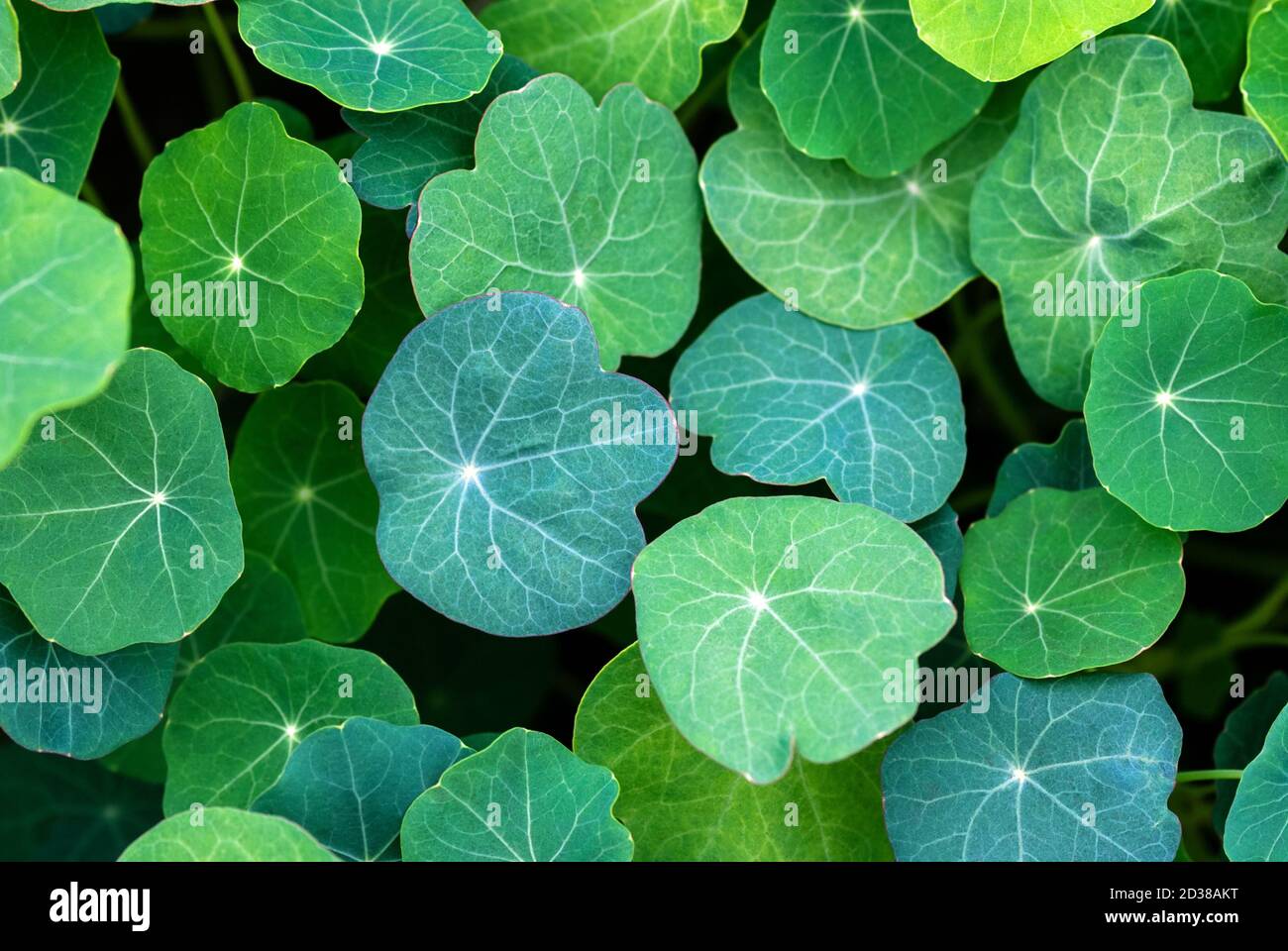 nasturtium leaves of different green tones, natural plant background ...