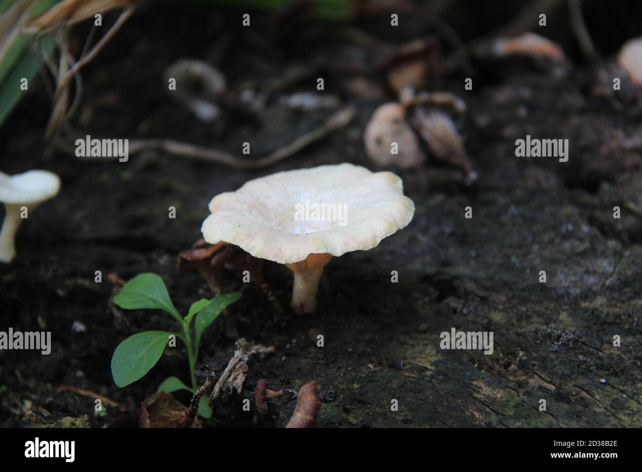 Silver leaf fungus hi-res stock photography and images - Alamy