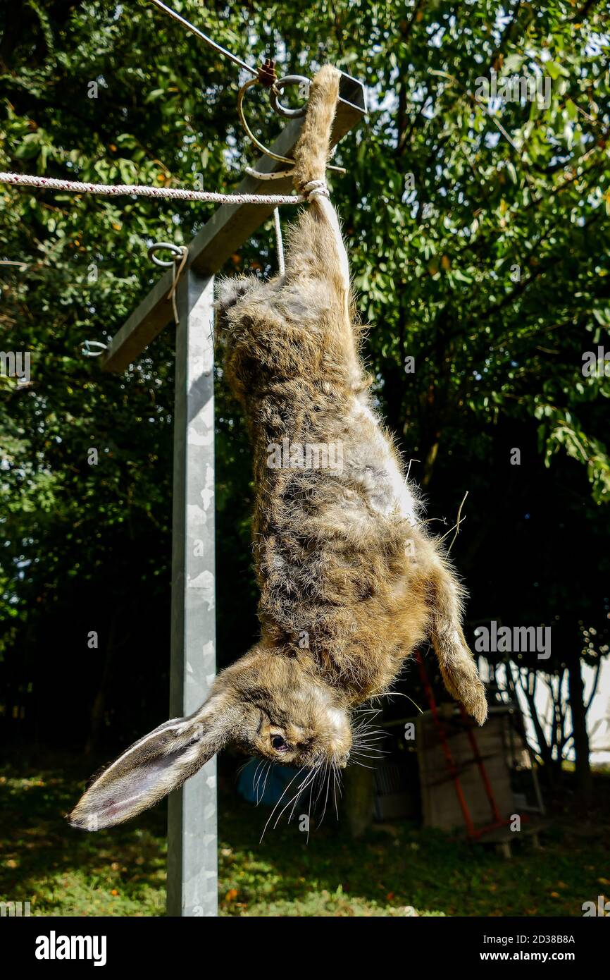 The slaughter of the animal hare Animal slaughter The death of the hare ...