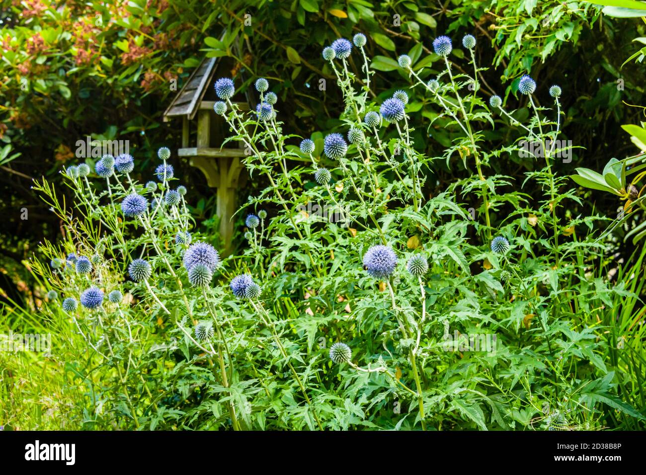 Oregon, Portland, Death Star Flowers Stock Photo - Alamy