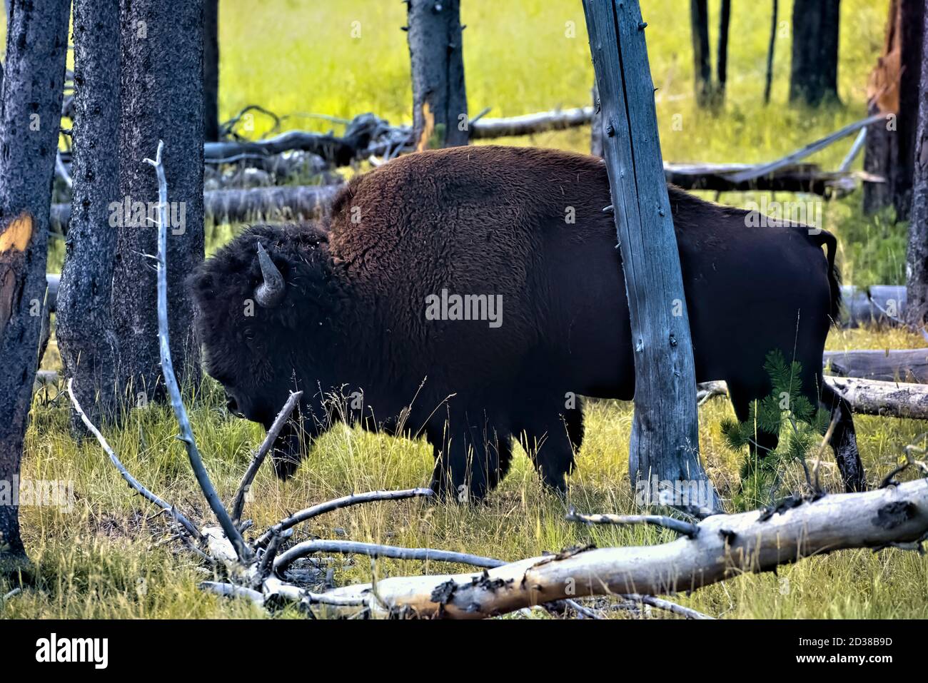 Bison yellowstone national park hi-res stock photography and images - Alamy