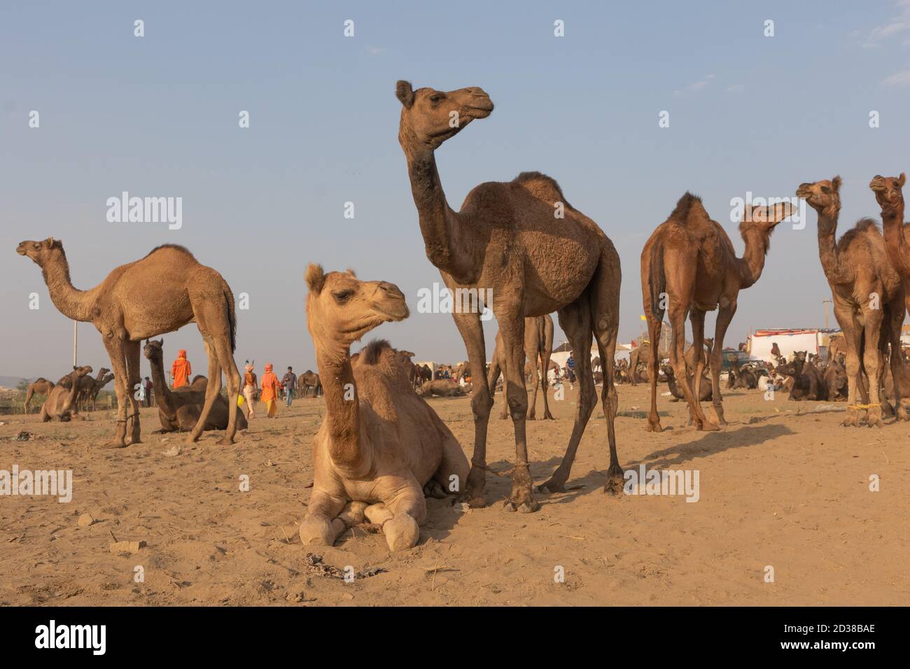 Domestic camel hi-res stock photography and images - Alamy