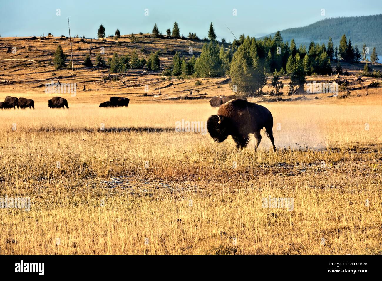 American bison during the rut, Hayden Valley, Yellowstone National Park ...