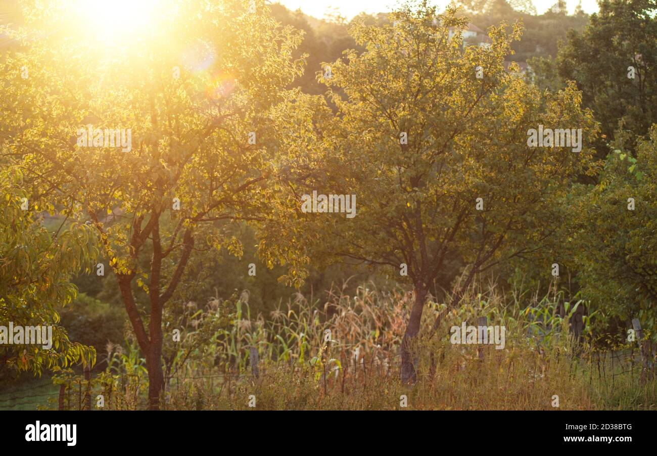 Forrest gold hi-res stock photography and images - Alamy