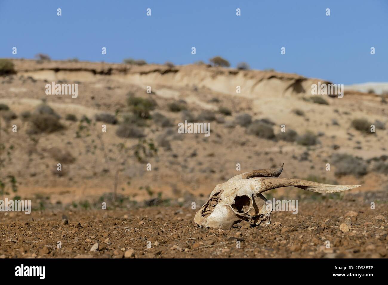 Dry Goat Skull Bone, Goat Skull background in the desert Stock Photo ...