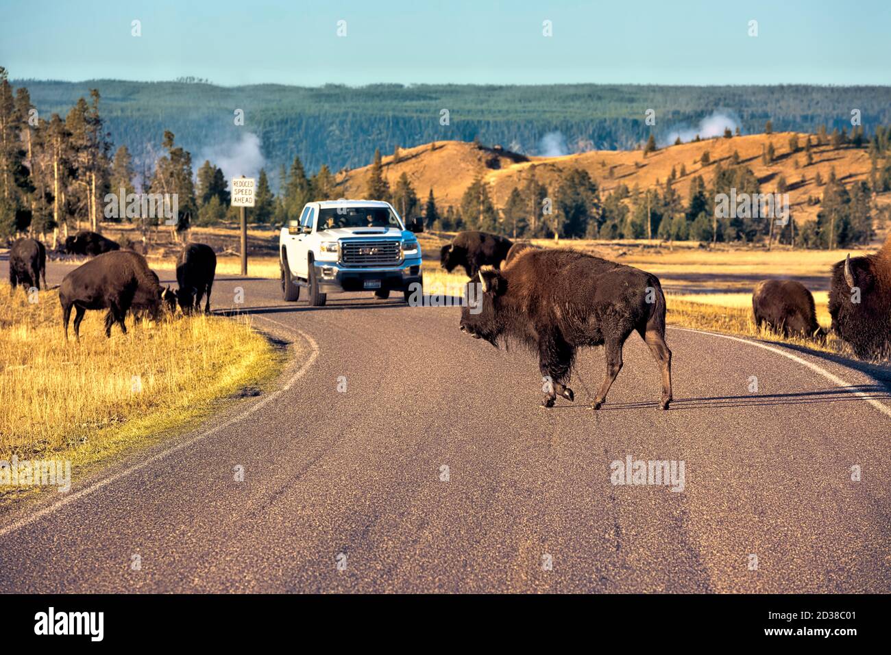 Bison crossing road in yellowstone national park hi-res stock ...