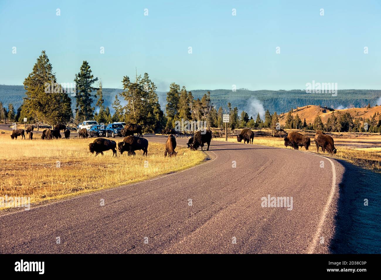 Bison crossing road in yellowstone national park hi-res stock ...