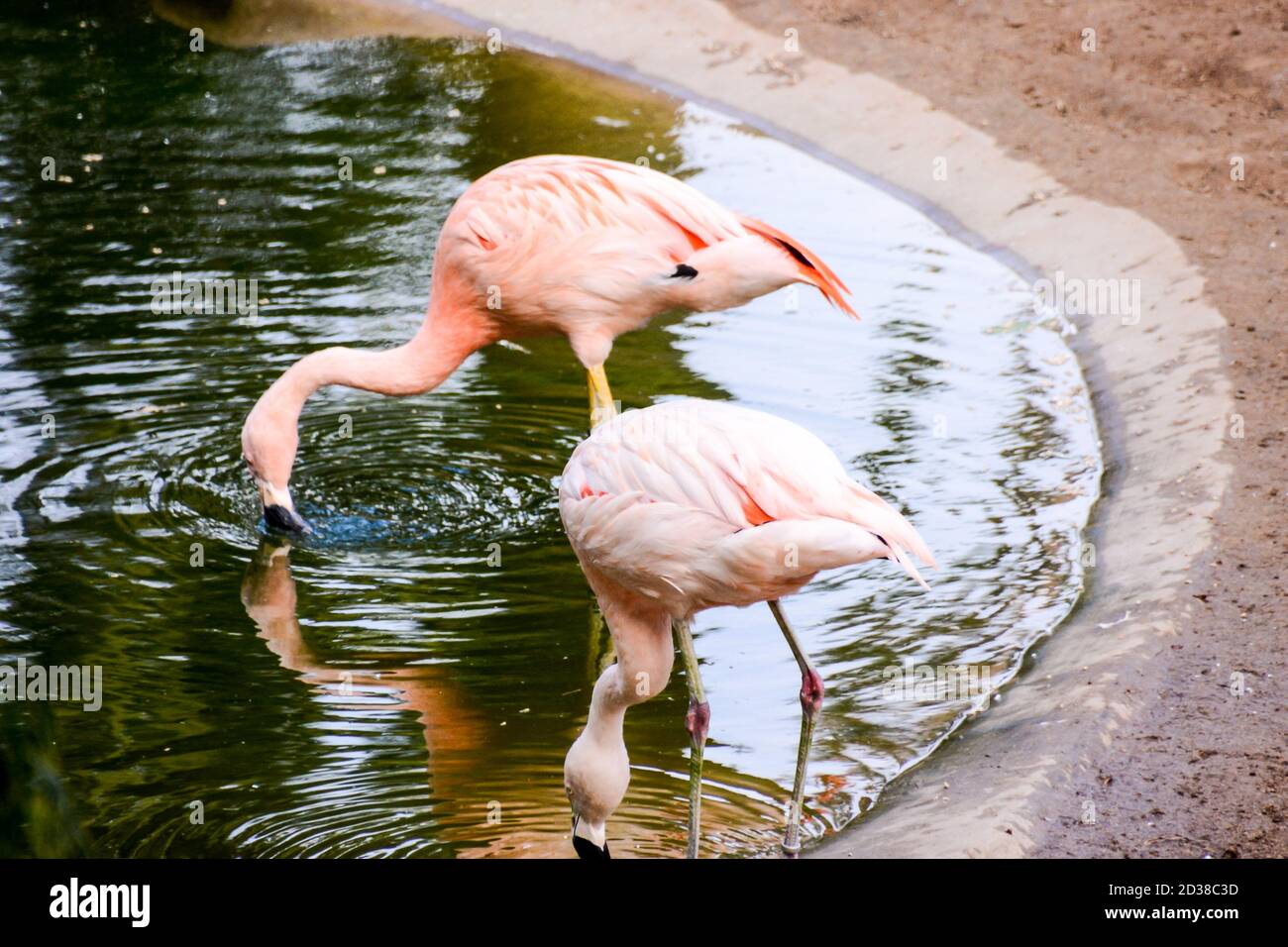 Pink Animal Bird Wild Flamingo Stock Photo - Alamy