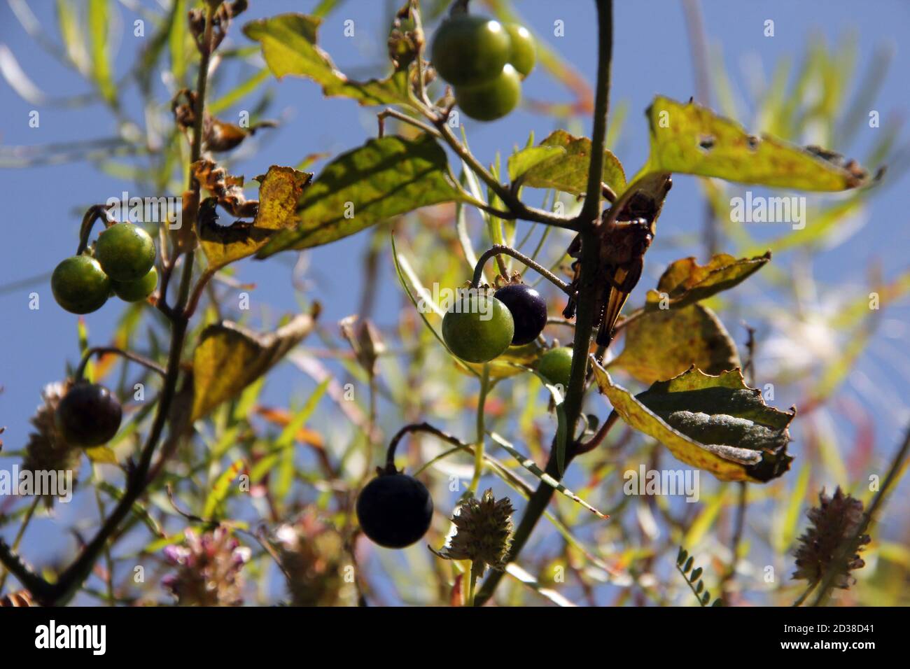 Nature in mexico Stock Photo - Alamy
