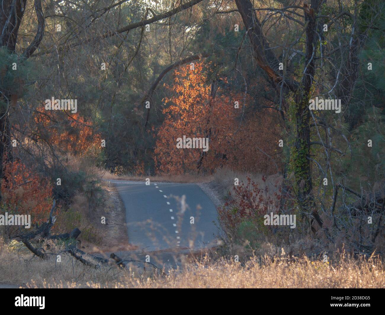 Jedediah Smith Memorial Trail in autumn with fall colors.The Paved Bike ...