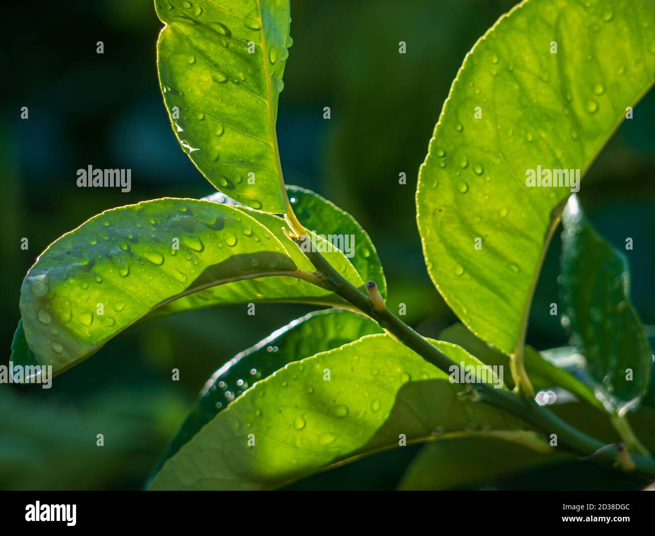 Lemon Leaf Information