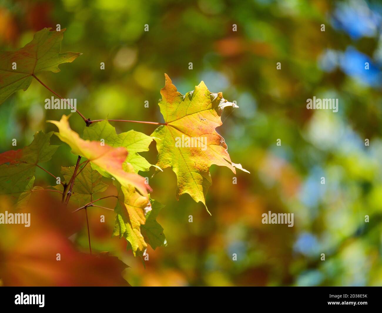 Sugar maple leaves. Thatcher Woods Forest Preserve, Illinois Stock ...