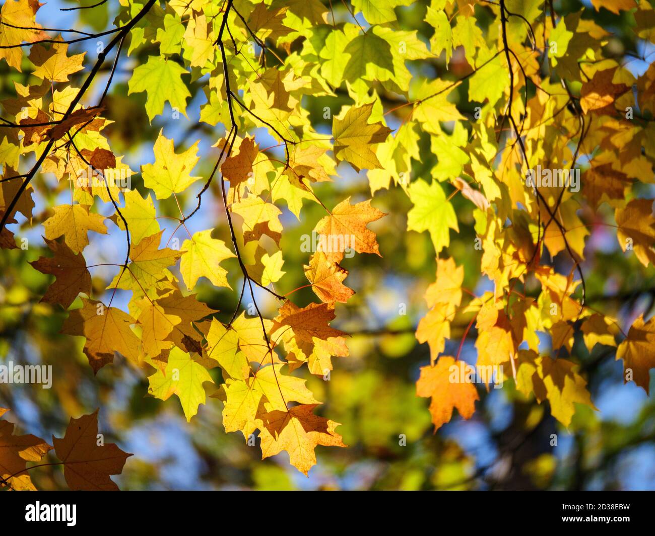 Sugar maple forest hi-res stock photography and images - Alamy