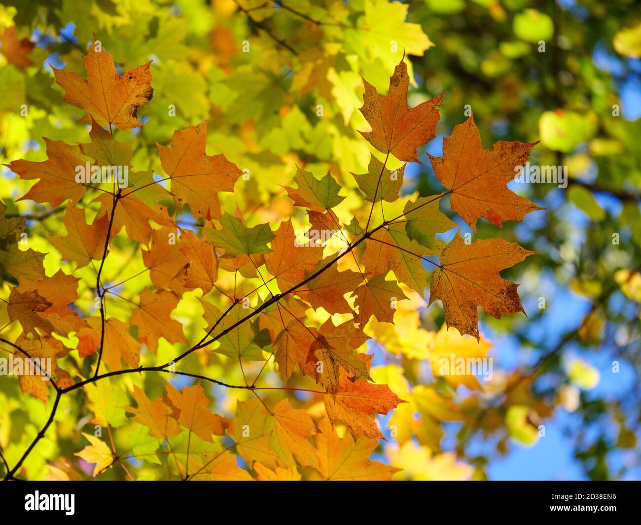 Xanthophyll hi-res stock photography and images - Alamy