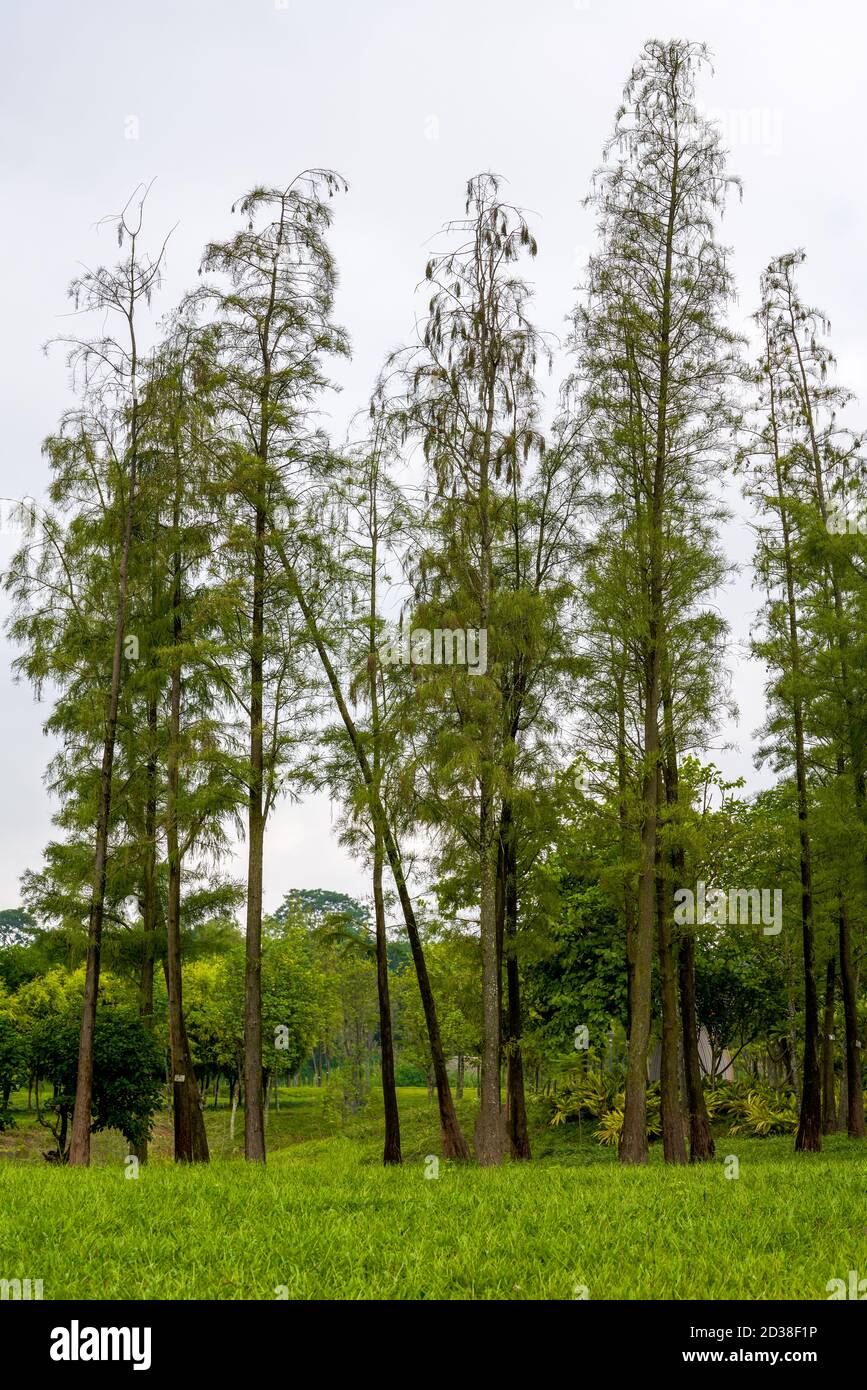 Tall slender pine trees in hi-res stock photography and images - Alamy