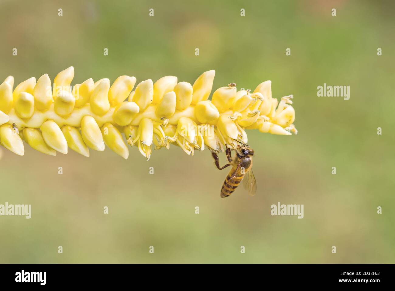 Yellow coconut hi-res stock photography and images - Alamy