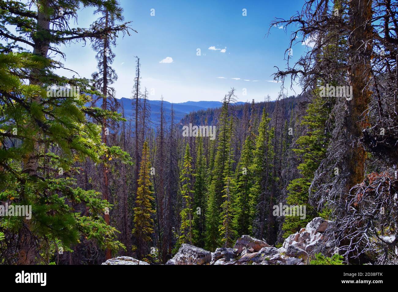 Lake Cuberant hiking trail views of ponds, forest and meadows with Bald ...