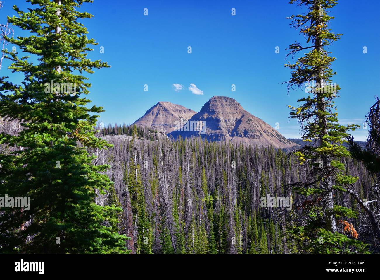 Lake Cuberant hiking trail views of ponds, forest and meadows with Bald ...
