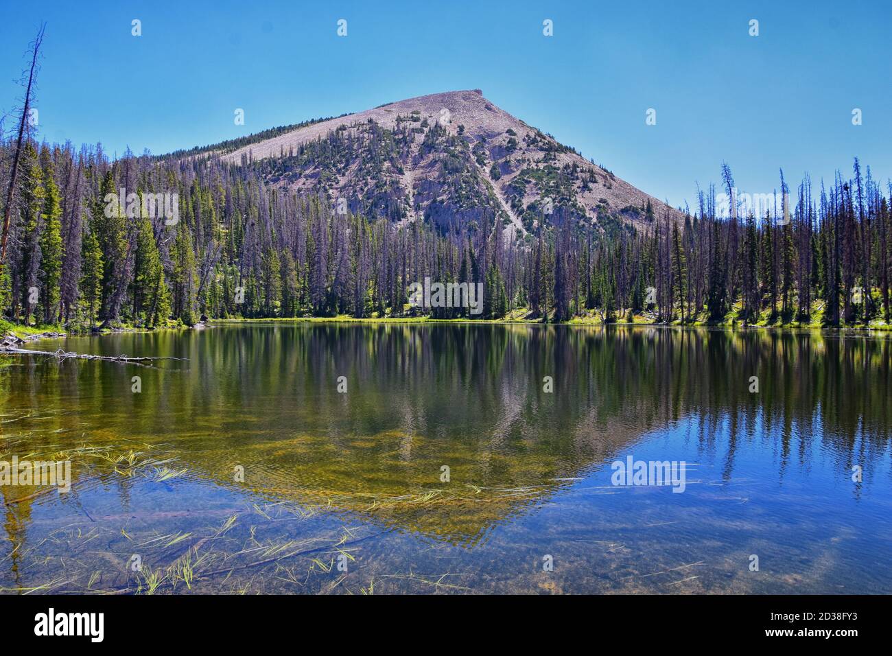 Lake Cuberant hiking trail views of ponds, forest and meadows with Bald ...