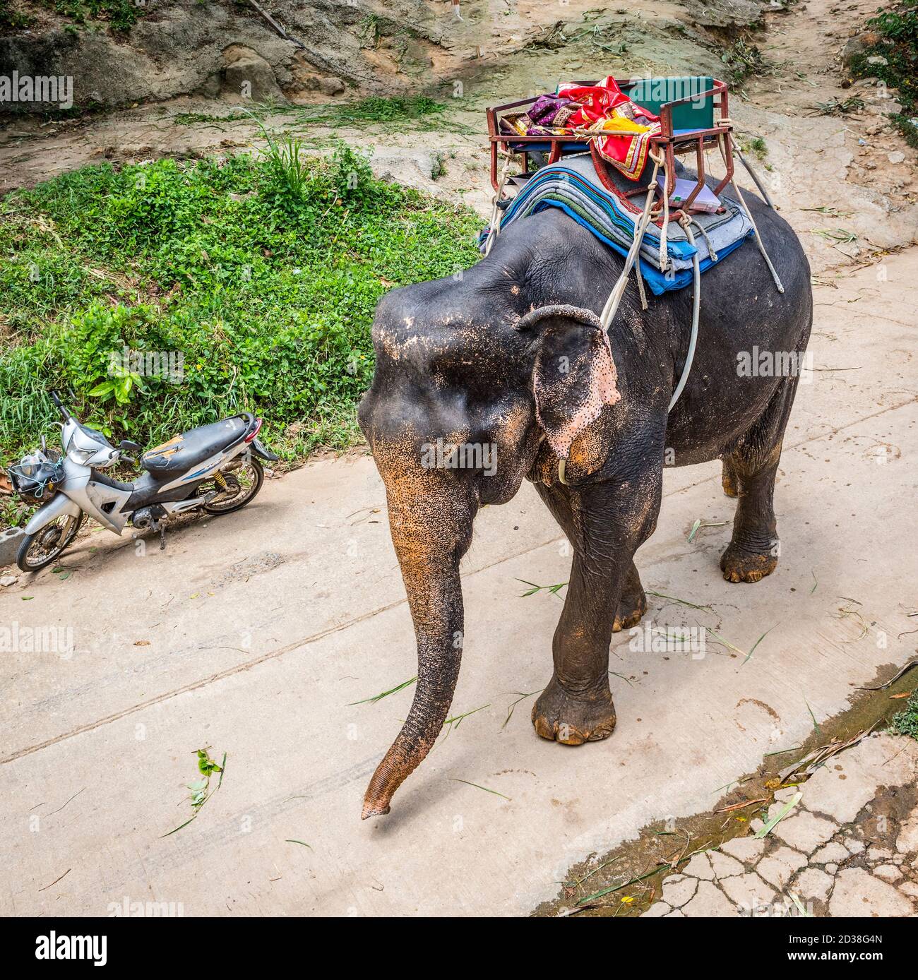 Elephant motorcycle hi-res stock photography and images - Alamy