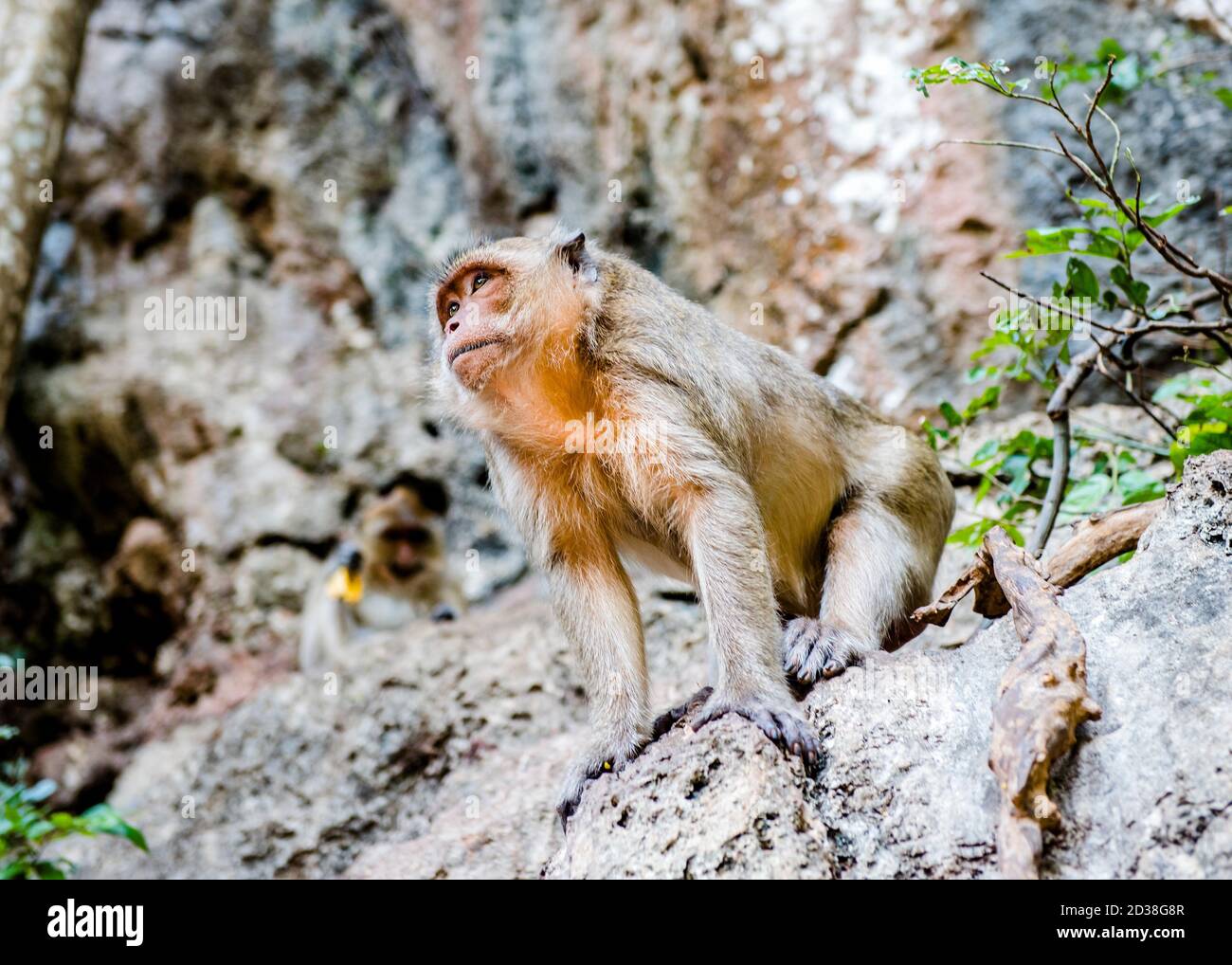 Monkey mountain in thailand hi-res stock photography and images - Alamy