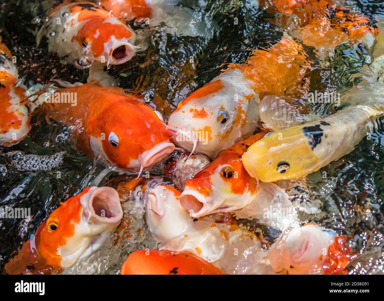 Japanese carp fishes: beautiful and greedy Stock Photo - Alamy