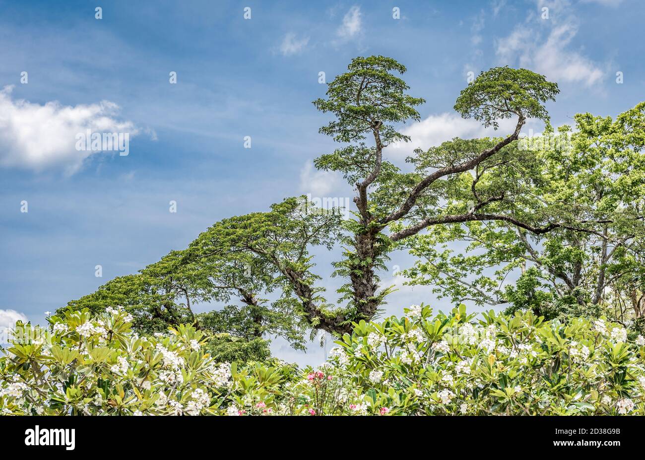 Tropical tree in Thailand Stock Photo - Alamy