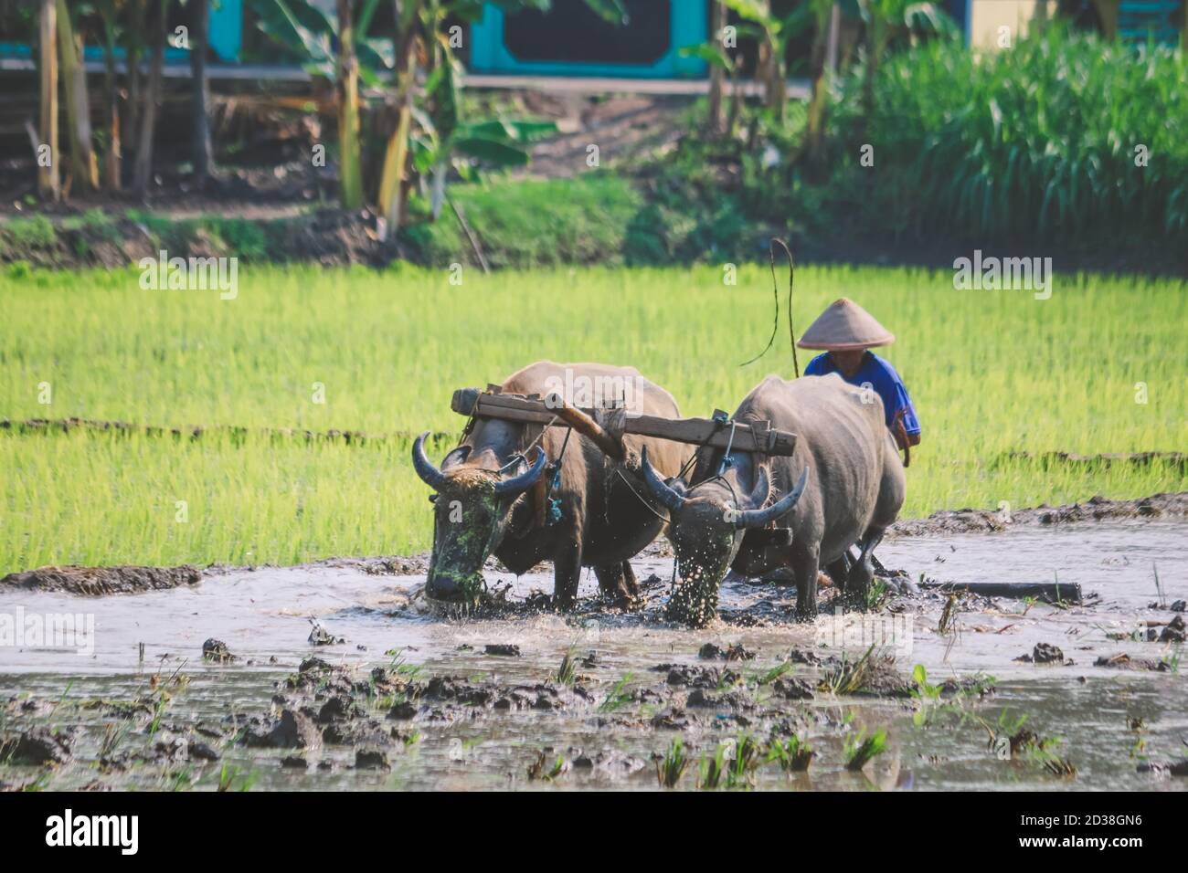 Farmer ploughing paddy field bullock hi-res stock photography and ...