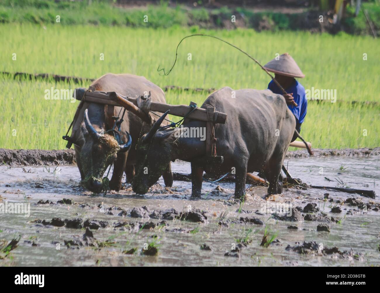 Farmer plowing paddy field with pair oxen or buffalo Stock Photo - Alamy