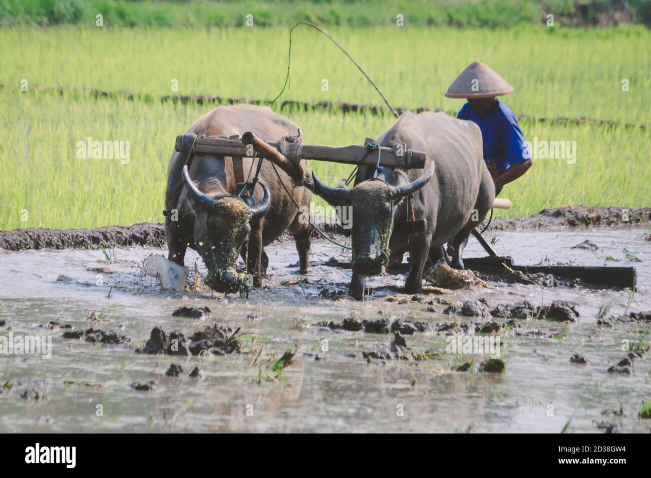 Farmer plowing paddy field with pair oxen or buffalo Stock Photo - Alamy