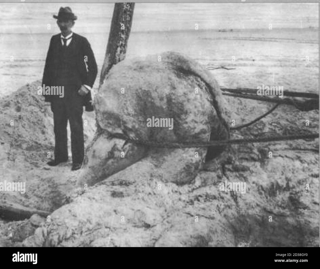 The St. Augustine Monster Stock Photo - Alamy