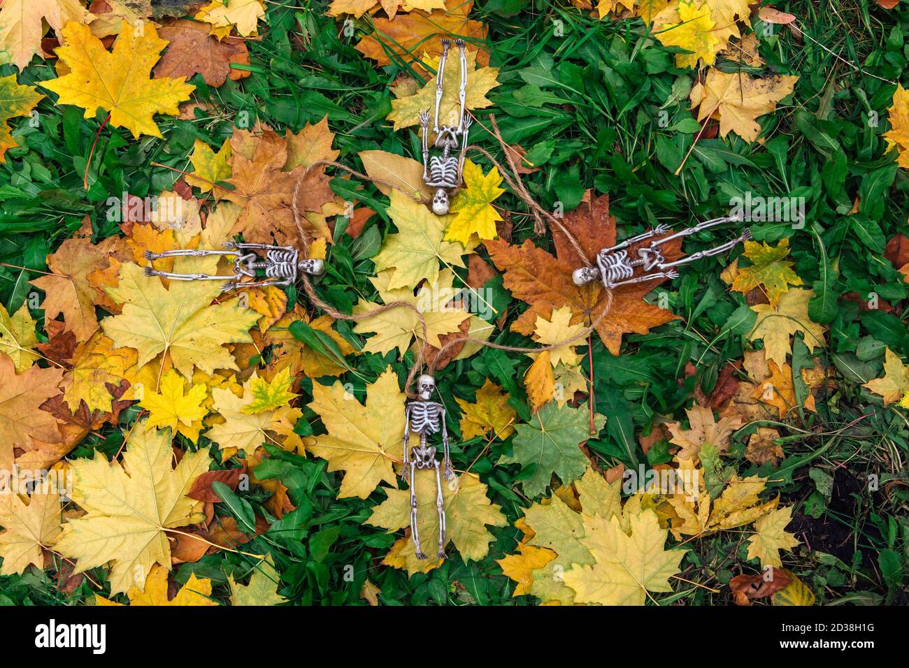 Four fake skeletons laying on the yellow autumn leaves and grass ...