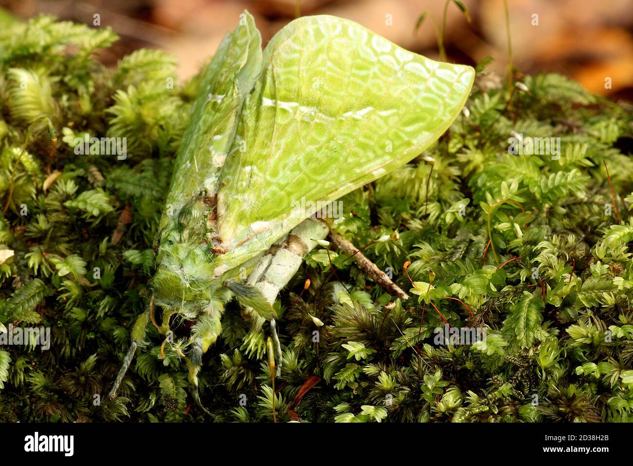 New Zealand puriri moth Stock Photo - Alamy