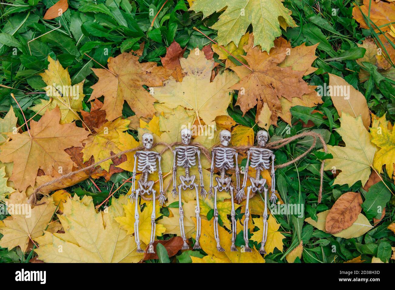 Four fake skeletons laying on the yellow autumn leaves and grass ...