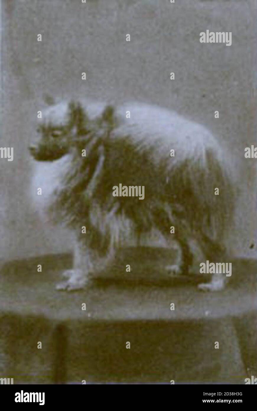 The Sable Mite, multiple best champion at crufts in the early 20th ...