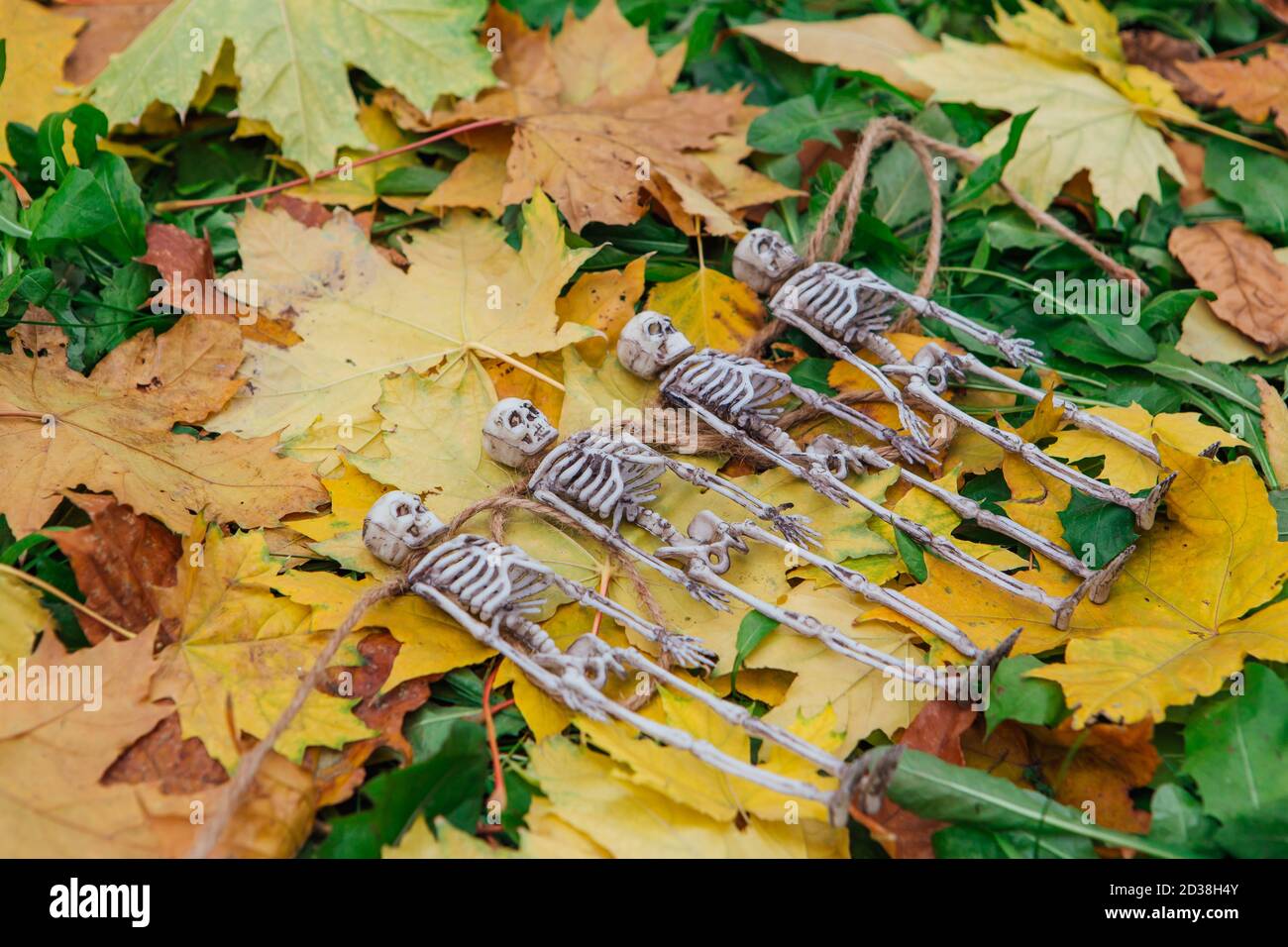 Four fake skeletons laying on the yellow autumn leaves and grass ...