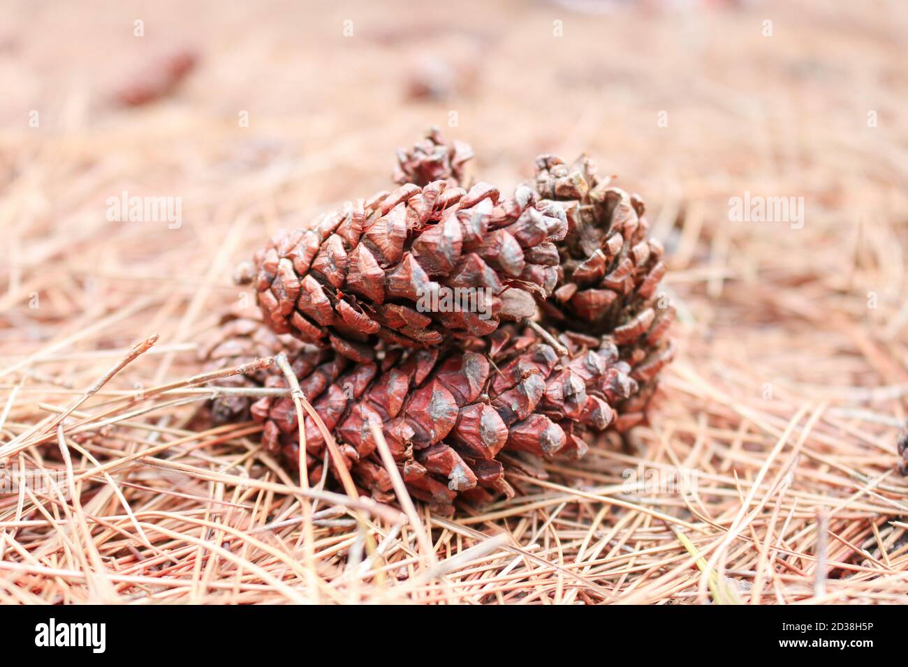 Brown pine cone or pine tree fruit on the ground with dry autumn pine ...