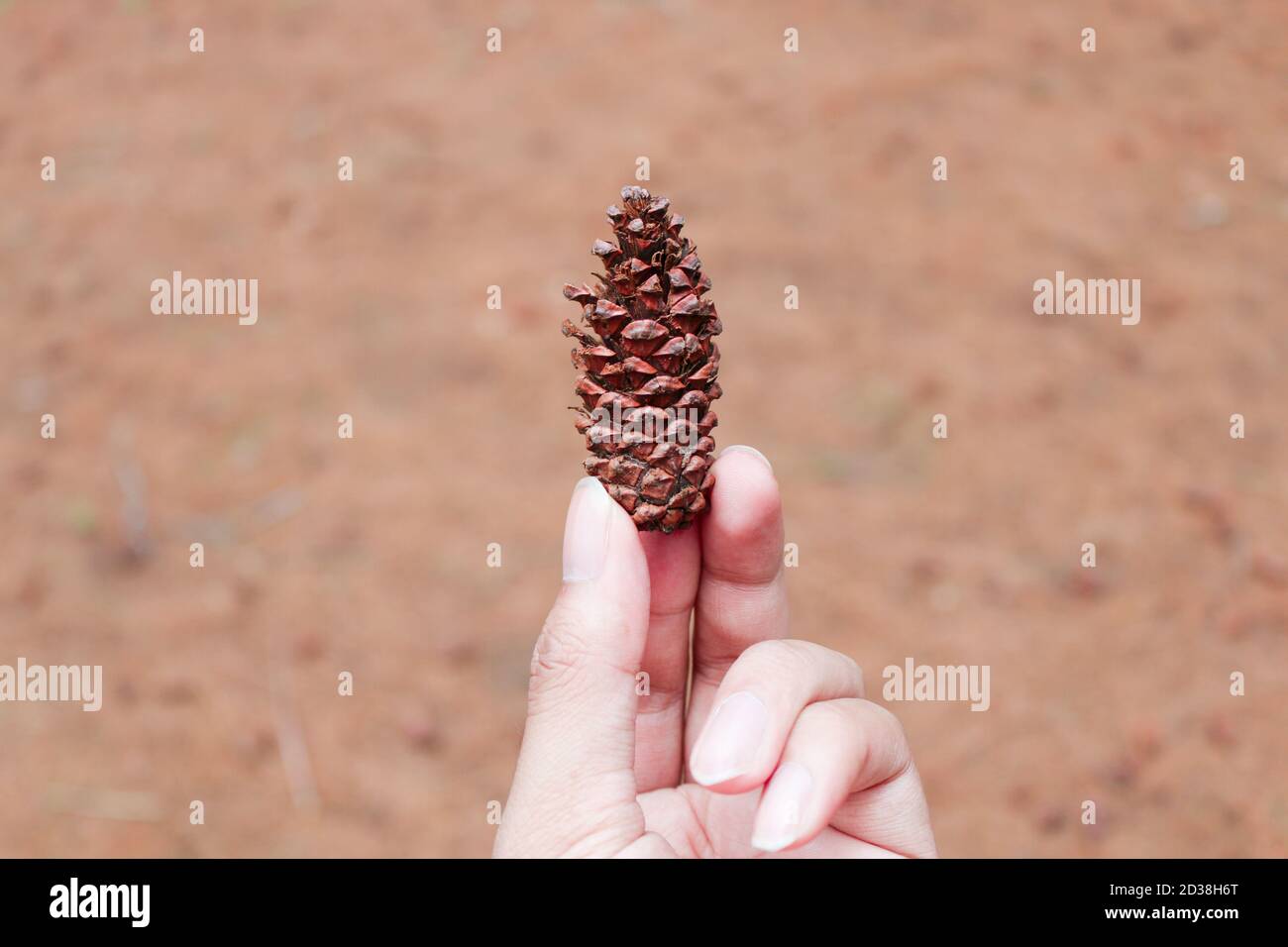 Pine tree fruit hi-res stock photography and images - Alamy