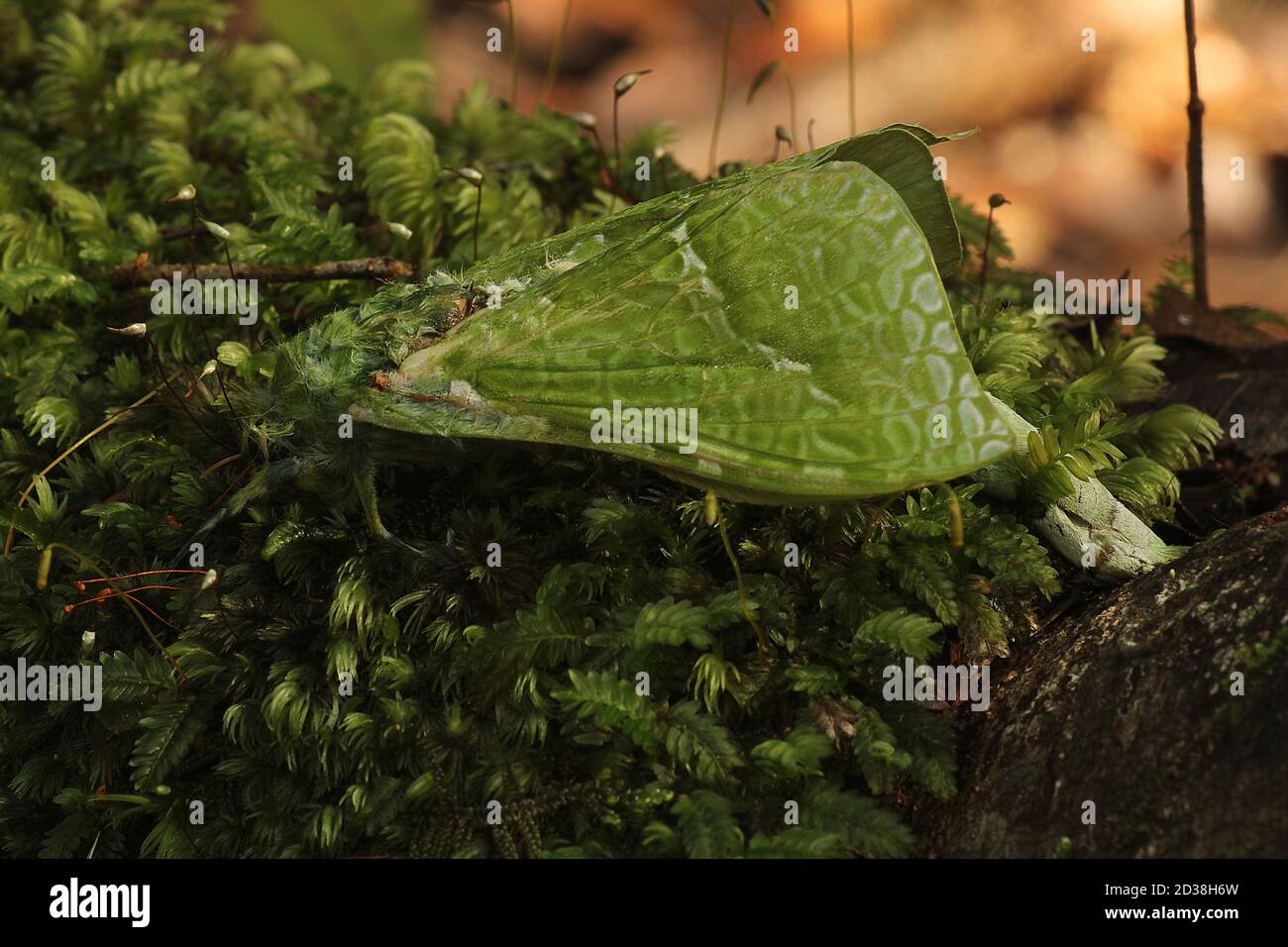 New Zealand puriri moth Stock Photo - Alamy