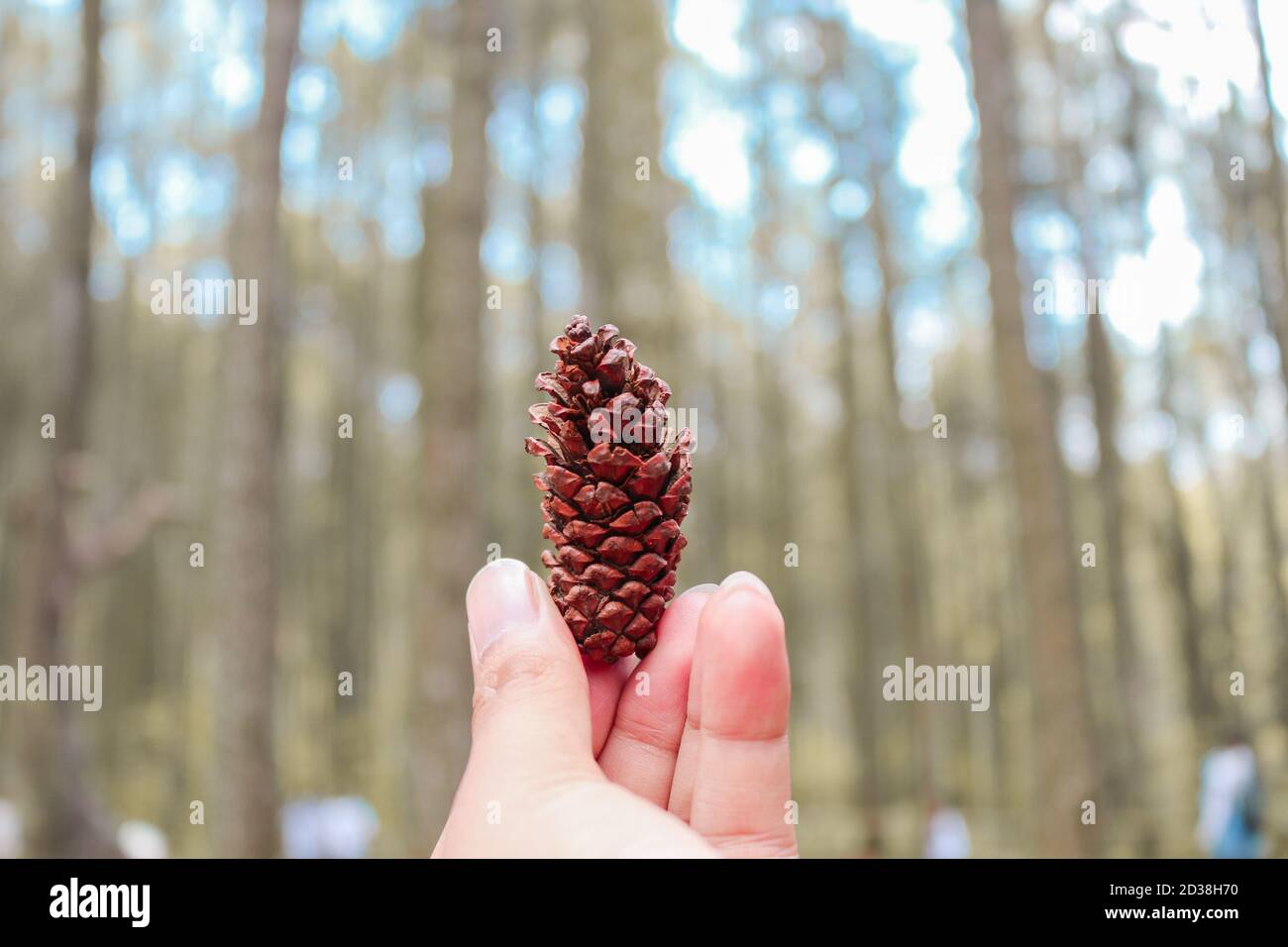 Pine tree fruit hi-res stock photography and images - Alamy