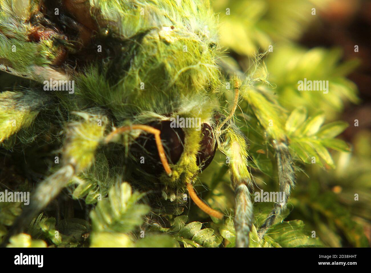 New Zealand puriri moth Stock Photo - Alamy