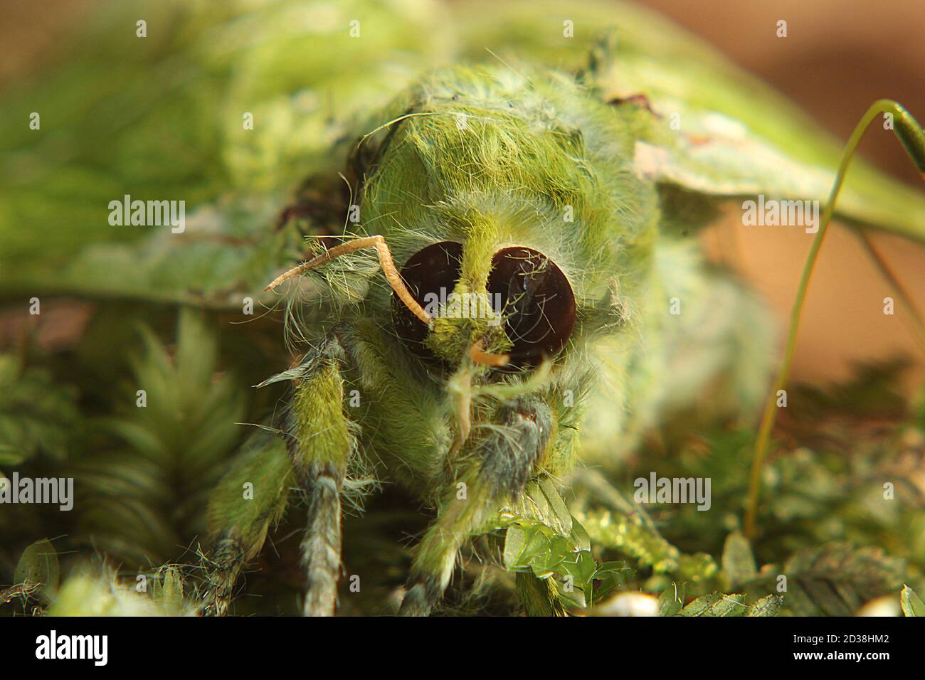 New Zealand puriri moth Stock Photo - Alamy