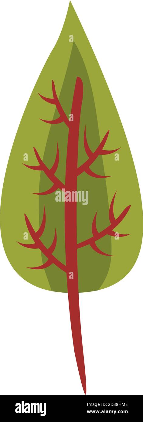 Lanceolate leaf shape Cut Out Stock Images & Pictures - Alamy