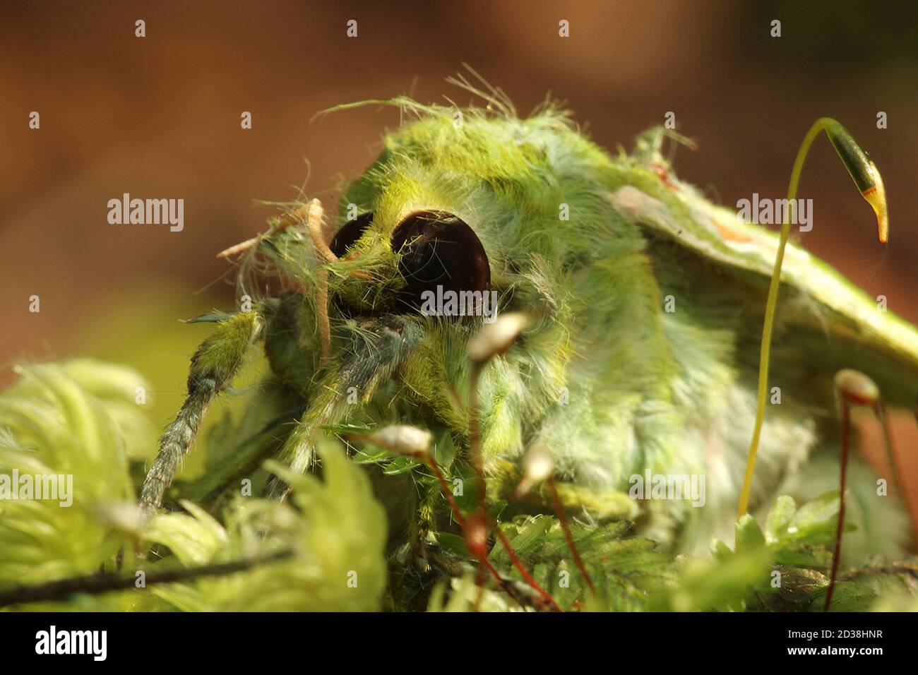 New Zealand puriri moth Stock Photo - Alamy