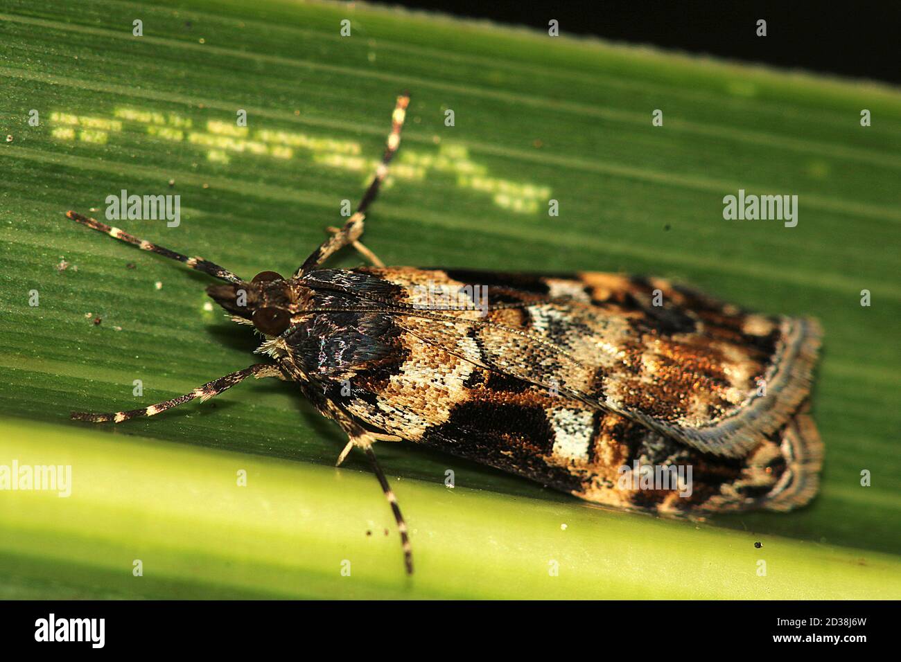 Moss-eating scrambid snout moth Stock Photo - Alamy