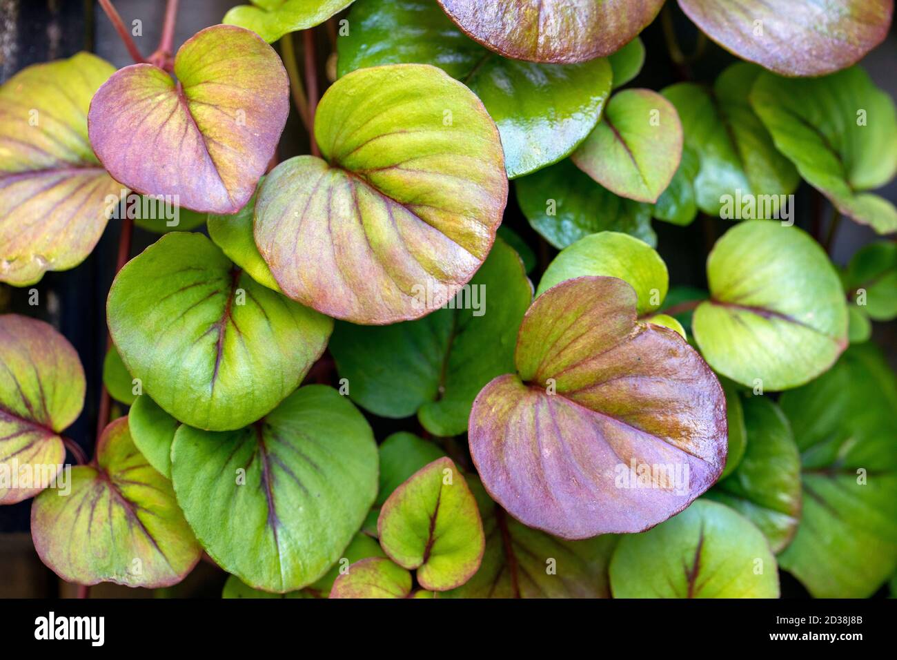 Rounded leaves hi-res stock photography and images - Alamy