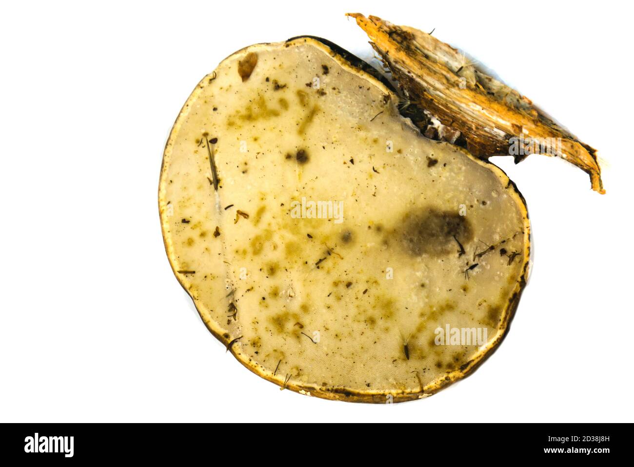 Tree trunk fungus Cut Out Stock Images & Pictures - Alamy